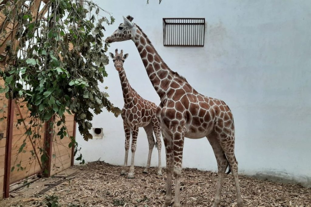 Vizita - Zoo Mures