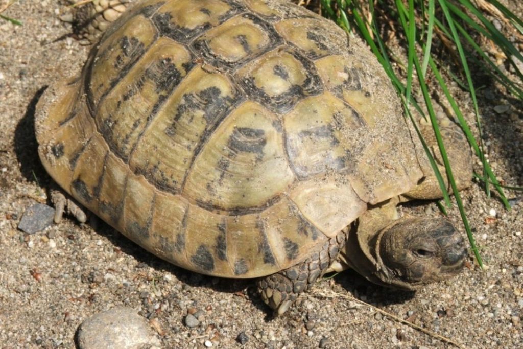 Grădina Zoologică Târgu-Mureș | site oficial